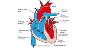 THE WORLD'S FIRST ARTIFICIAL CIRCULATORY DEVICE (ACV) “AUTOJECTOR” S.S ...