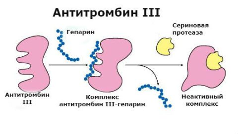 Antithrombin III: concept, role, norm in the blood and deviations ...
